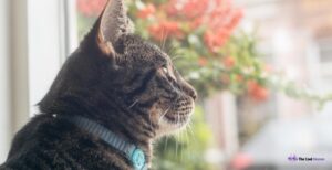 460+ Cool Tabby Cat Names For [Male And Female Kittens]