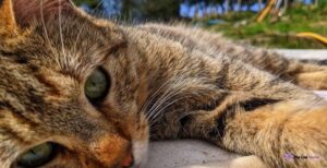 460+ Cool Tabby Cat Names For [Male And Female Kittens]