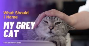 360+ Cool Gray Cat Names For Your Cute Feline [2026]