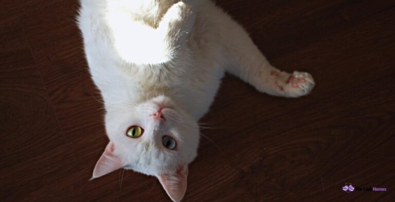785+Unique, Funny And Cool White Cat Names In 2025