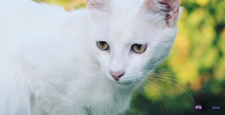 785+Unique, Funny And Cool White Cat Names In 2025