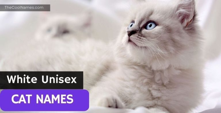 785+Unique, Funny And Cool White Cat Names In 2025