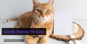 Cool Food Names For Cats | Food Related Name Ideas [2025]