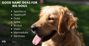330+ Big Dog Names Ideas | Nicknames For Gentle Giant Dogs