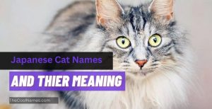 Cool Food Names For Cats | Food Related Name Ideas [2026]