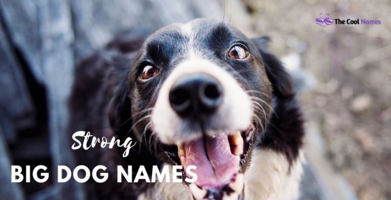 330+ Big Dog Names Ideas | Nicknames For Gentle Giant Dogs
