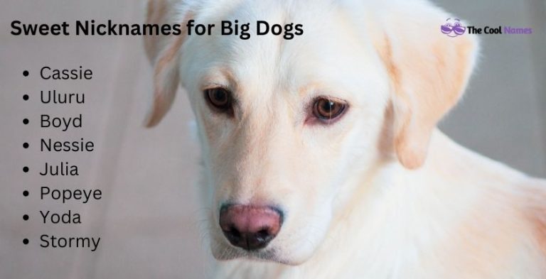 330+ Big Dog Names Ideas | Nicknames For Gentle Giant Dogs