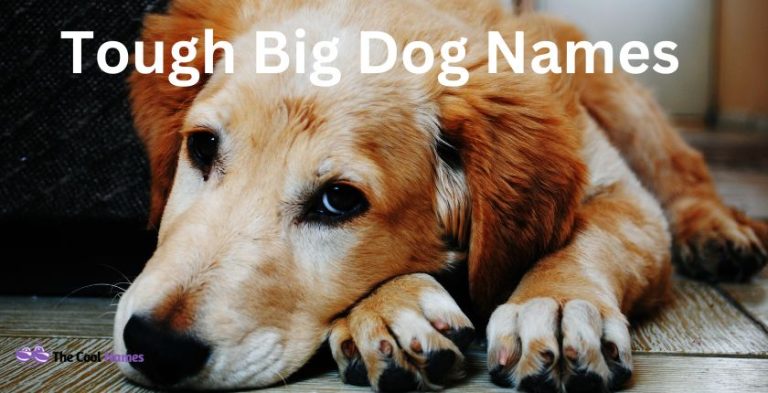 330+ Big Dog Names Ideas | Nicknames For Gentle Giant Dogs