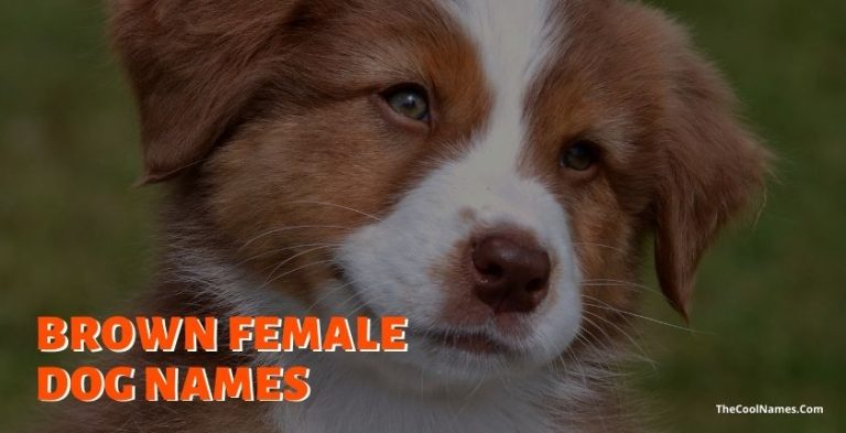 Cute Names For Brown Dogs [Male And Female Name List]