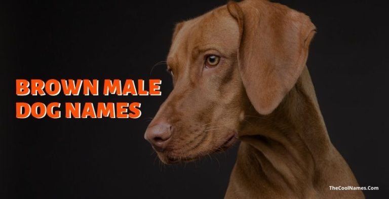 Cute Names For Brown Dogs [Male And Female Name List]