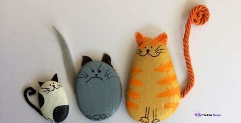 Funny And Good Pet Rock Names In 2024 [Pick The Best One]