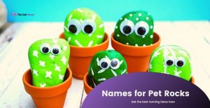 Funny And Good Pet Rock Names In 2024 [Pick The Best One]