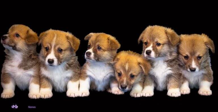 Cool Triplet Names For Pets: You'll Love These Trio Names