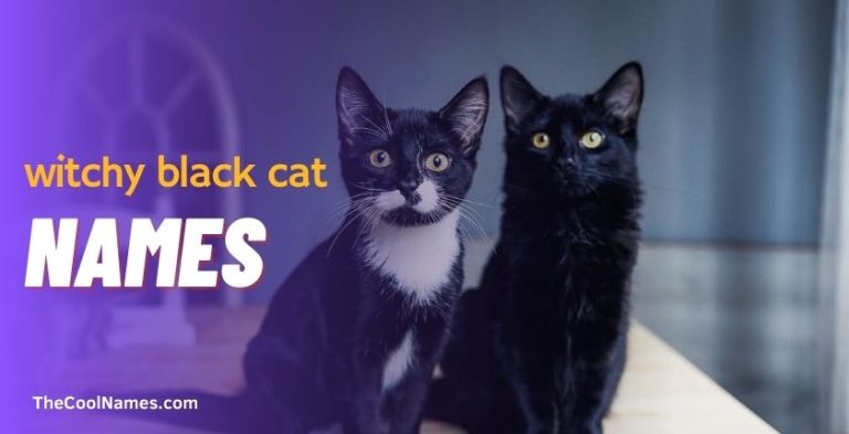 500+ Badass Black Cat Names Best For Cute And Witchy Kittens