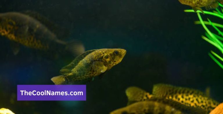 1000+ Badass Names For Fish In Aquarium [Cool Fish Names]
