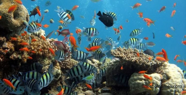 1000+ Badass Names For Fish In Aquarium [Cool Fish Names]