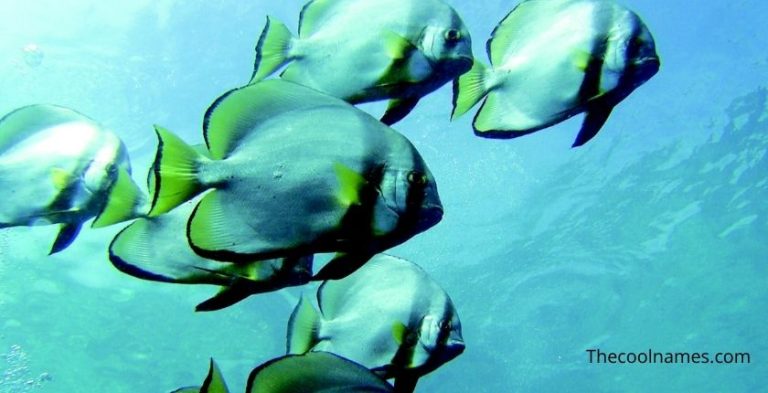 1000+ Badass Names For Fish In Aquarium [Cool Fish Names]