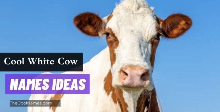 250+ Badass Cow Names Ideas For Cute, Funny And Cool Cows