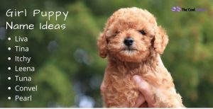 Cute Puppy Names Of White And Black Dogs For Girls And Boys