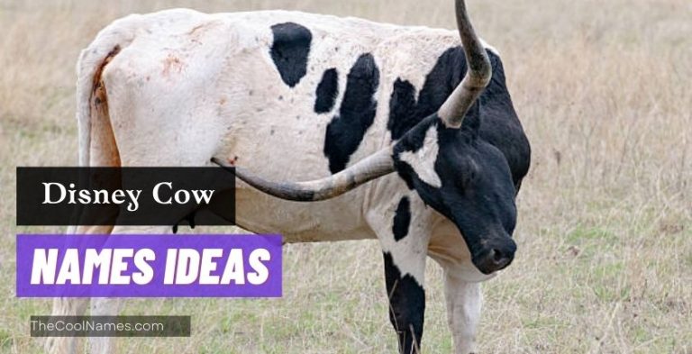 250+ Badass Cow Names Ideas For Cute, Funny And Cool Cows