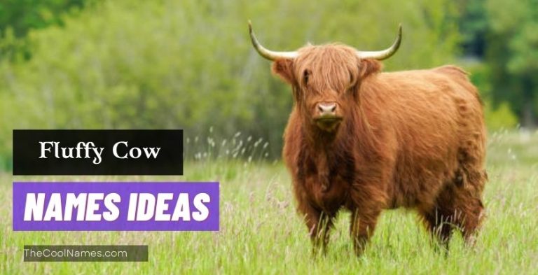 250+ Badass Cow Names Ideas For Cute, Funny And Cool Cows