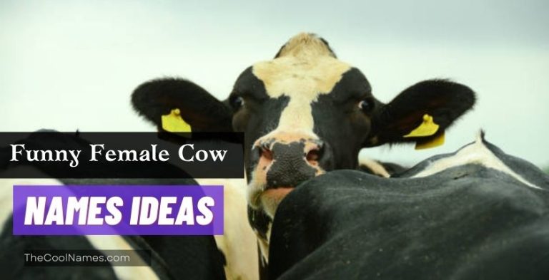 250+ Badass Cow Names Ideas For Cute, Funny And Cool Cows