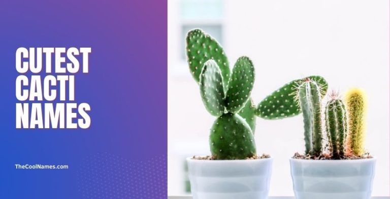 300+ Cactus Names: Find Perfect Name For Your Spiky Friend