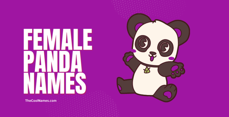 499+ Best Panda Names | Find The Best Name For Your Panda