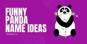 499+ Best Panda Names | Find The Best Name For Your Panda