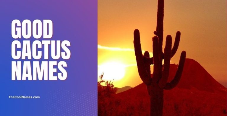 300+ Cactus Names: Find Perfect Name For Your Spiky Friend