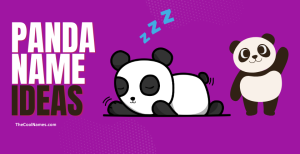 499+ Best Panda Names | Find The Best Name For Your Panda