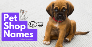 Pet Shop Names | Catchy, Unique & Perfect Name Ideas