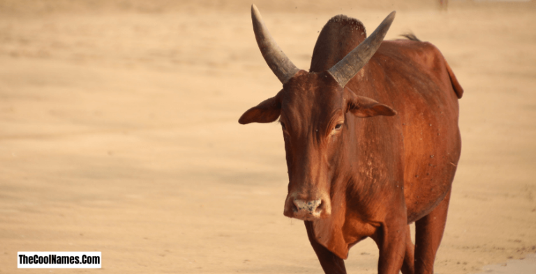 Best Bull Names List And Ideas For Strong Bulls In 2025