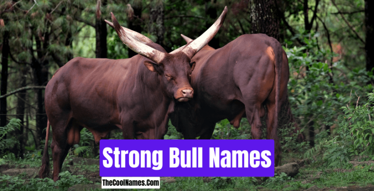Best Bull Names List And Ideas For Strong Bulls In 2025